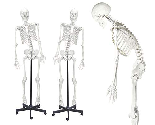 Human Skeleton Model, Natural Size & Color - Flexible Spine & Joints - Nerve Branches - Rod Mount with Rolling Base - Eisco Labs