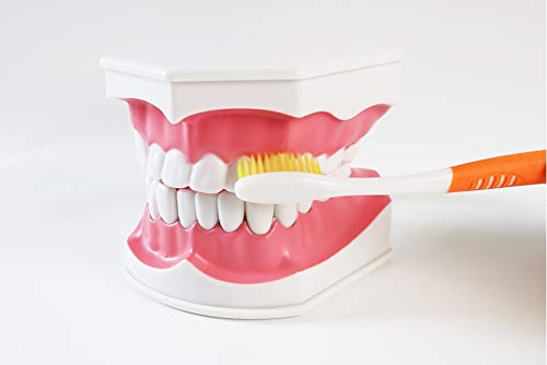 SEED&TREE Dental Teaching Study Brushing Model with Toothbrush/Removable Lower Teeth. Non Power. Plastic Model