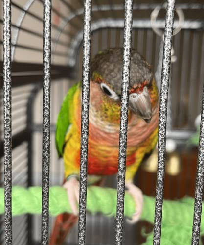 Bird Stand Perch U Shape Bird Perch Stand Toy,Hemp Rope Material Parrot Stand Platform Accessories Exercise Toys for Birds and Parrots Natural Bird Cage Toys Supplies for Small Medium Birds