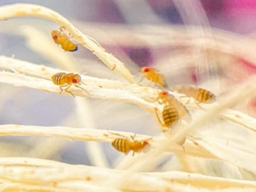 Creation Cultivated - Golden Drosophila Melanogaster (Flightless Fruit Fly Culture 32oz Cup) / Live Insects for Jumping Spiders, Praying Mantis, Geckos, Lizards, Dart Frog Food