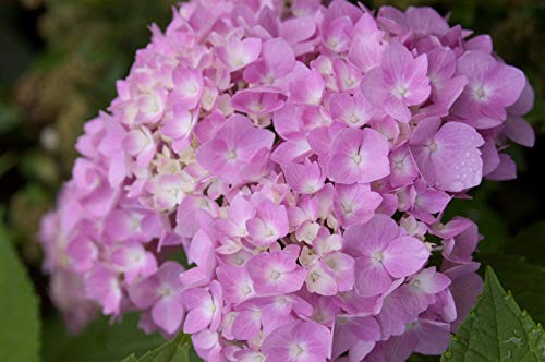 Endless Summer Original Hydrangea, 1 Gal, Blue