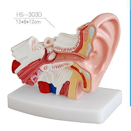 Doc.Royal Human Professional Desktop Ear Joint Simulation Model Medical Anatomy PVC Plastic Type DR-XF-102