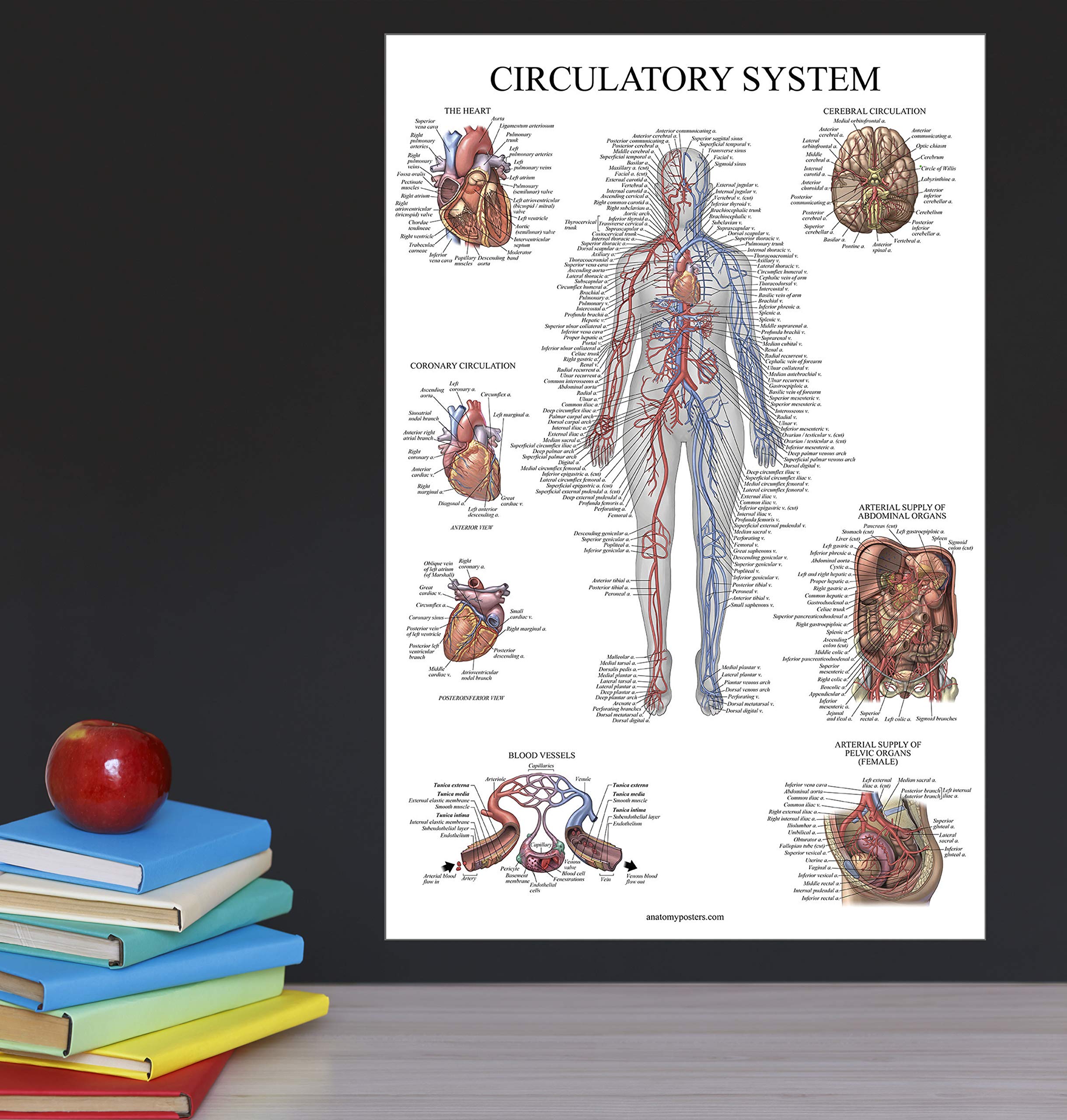 Palace Learning Circulatory System Anatomical Chart - Vascular Anatomy Poster - (18" x 24")