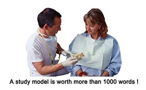 Dental Periodontal Disease assort Tooth Teeth Typodont Study Teaching Model New