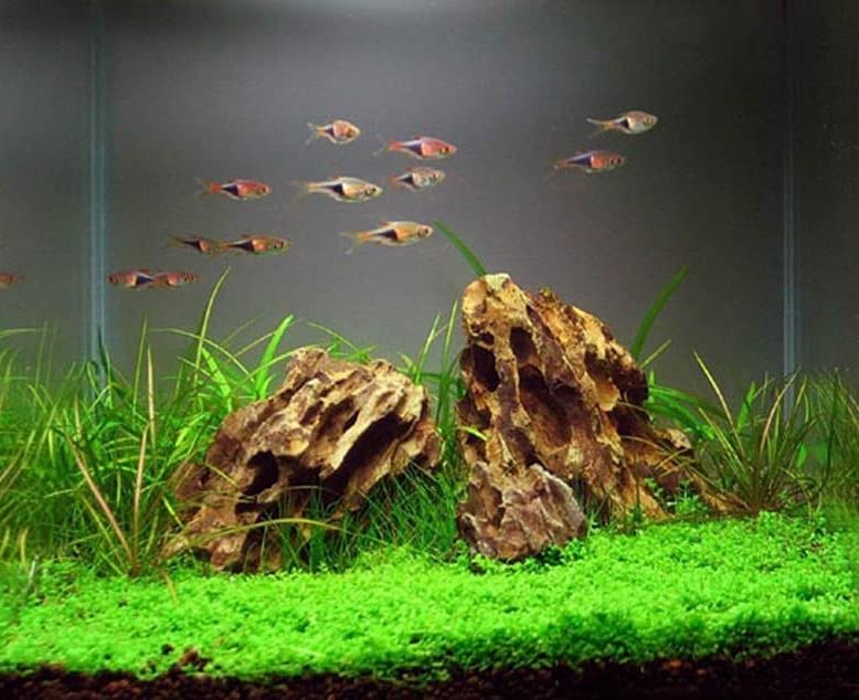 AWXZOM 4.4lb+ Natural Dragon Rock Carefully Selected Mixed Sizes, Decorative Aquarium Rocks, Aquarium Stones for Fish Tank