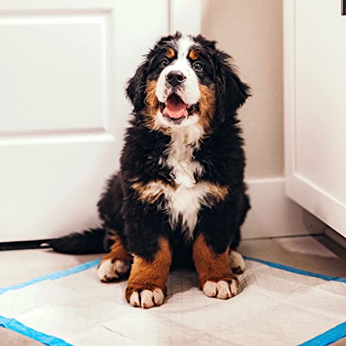 Four Paws Wee-Wee Superior Performance Pee Pads for Dogs - Dog & Puppy Pads for Potty Training - Dog Housebreaking & Puppy Supplies - 22" x 23" (100 Count)