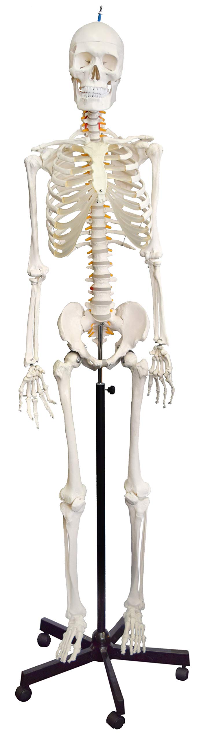 Human Skeleton Model, Natural Size & Color - Flexible Spine & Joints - Nerve Branches - Rod Mount with Rolling Base - Eisco Labs