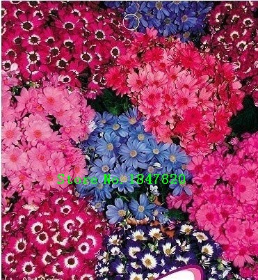 Altro: 100 Pz/lotto Semi di Fiori Semi di crisantemo Semi di Quattro stagioni