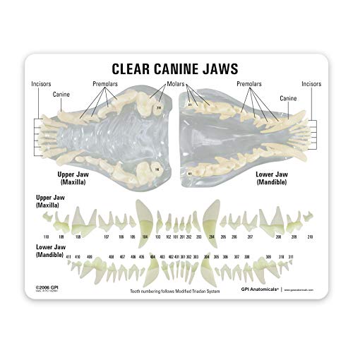 GPI Anatomicals - Clear Canine Jaw Model with Teeth, Replica for Anatomy and Physiology Education, Anatomy Model for Veterinarianās Offices and Classrooms, Medical Study Supplies