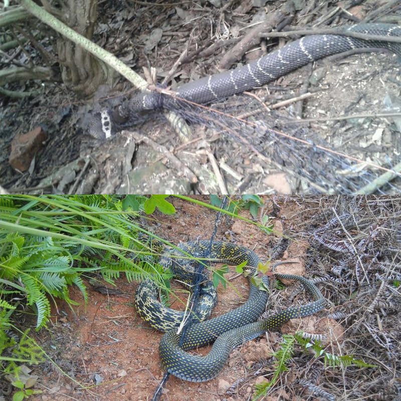 Snake Trap Anti Snake Netting Effectively Prevents Snakes from Entering The Home Suitable for All Types of Snakes Easy to Place (Small)