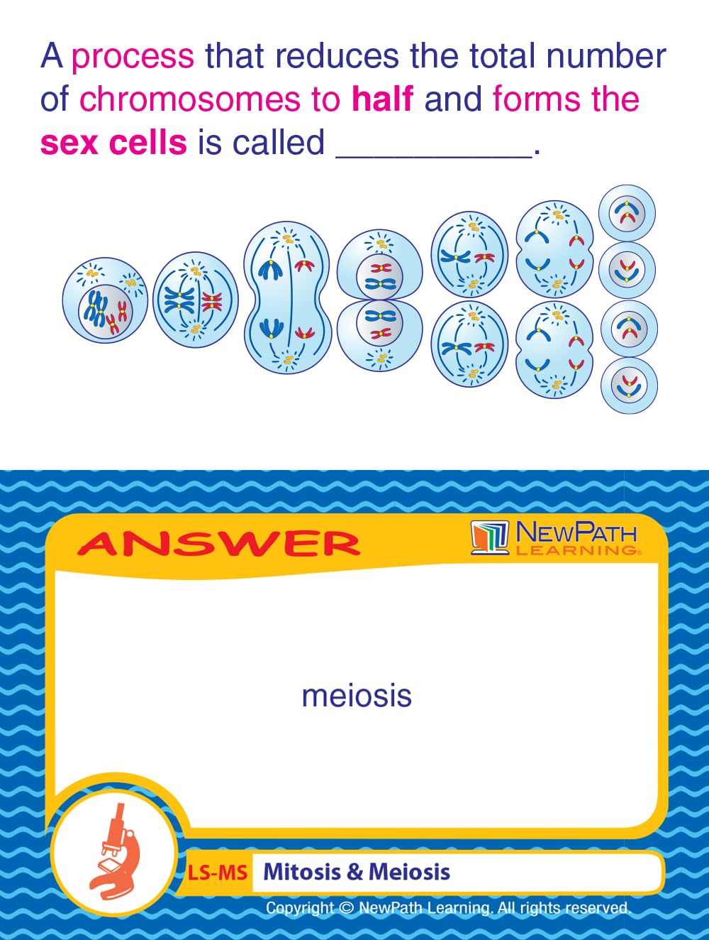 NewPath Learning Mitosis & Meiosis Learning Center Game - Grades 6-9, Standard, Full