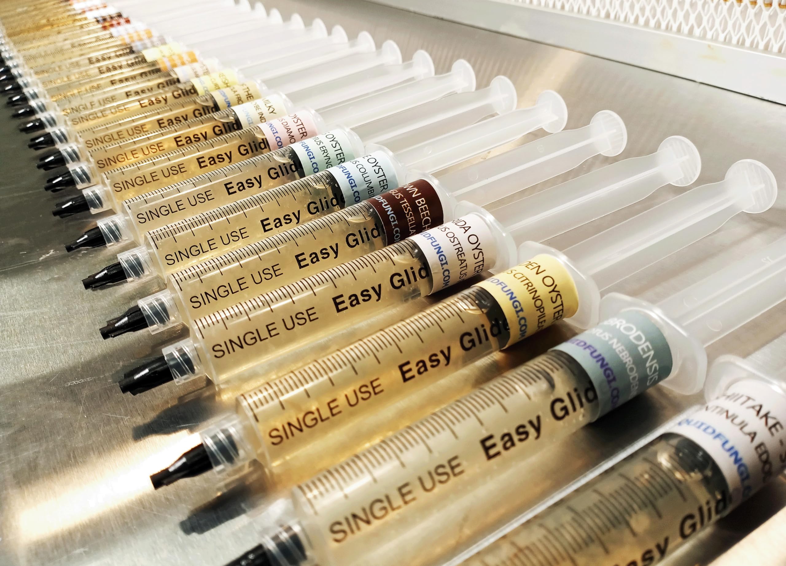American True Morel Mushroom (Morchella Americana) Liquid Culture Syringe Sample for Mushroom Cultivation Growing on Grain or Agar