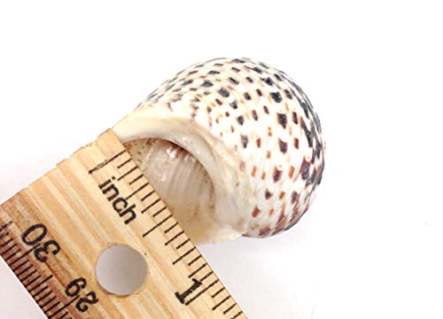 PEPPERLONELY 12PC Turbo Stripe Sea Shell, Hermit Crab Sea Shells, 1 Inch ~ 1-1/2 Inch