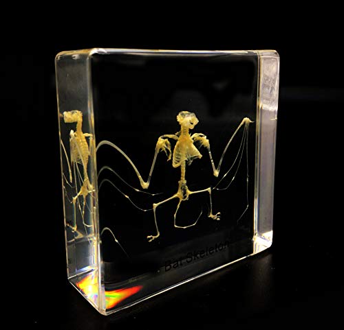 Real Bat Skeleton Specimen in Acrylic Block Paperweights Science Classroom Specimens for Science Education(3x3x1 Inch)