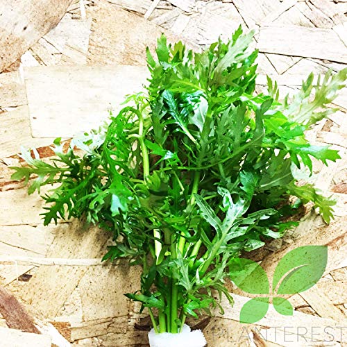 Planterest β Water Wisteria Hygrophila Difformis Bunch Live Aquarium Plant Decorations BUY2GET1FREE
