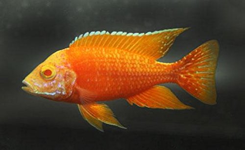 Live Fish - 6 Albino Sunshine Aulonocara Peacock African Cichlid 1.25" - 2" Breeding Colony
