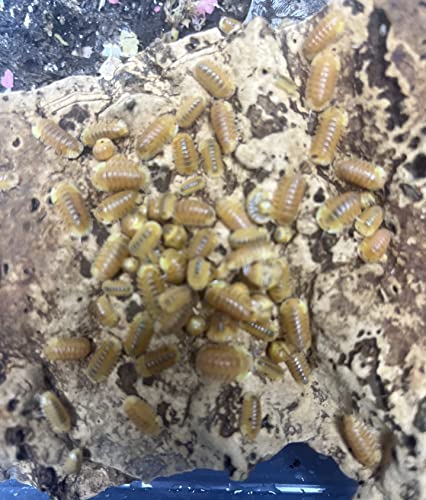 Bugzy Bugs Blonde Rubber Ducky 6 Count Cubaris Isopods Roly Poly Cleanup Crew Feeders for Terrarium Reptile Insect Pet Food