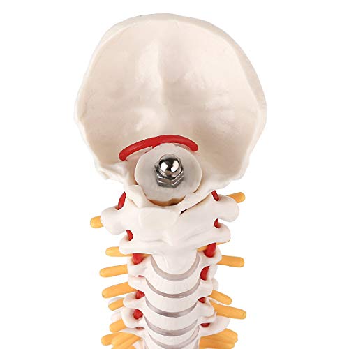 SKUMOD Human Spine Bone Skeleton Model - Human Spine Model for Medical Rehabilitation Training, Anatomical Medical Teaching Tool(15 Inch Tall)