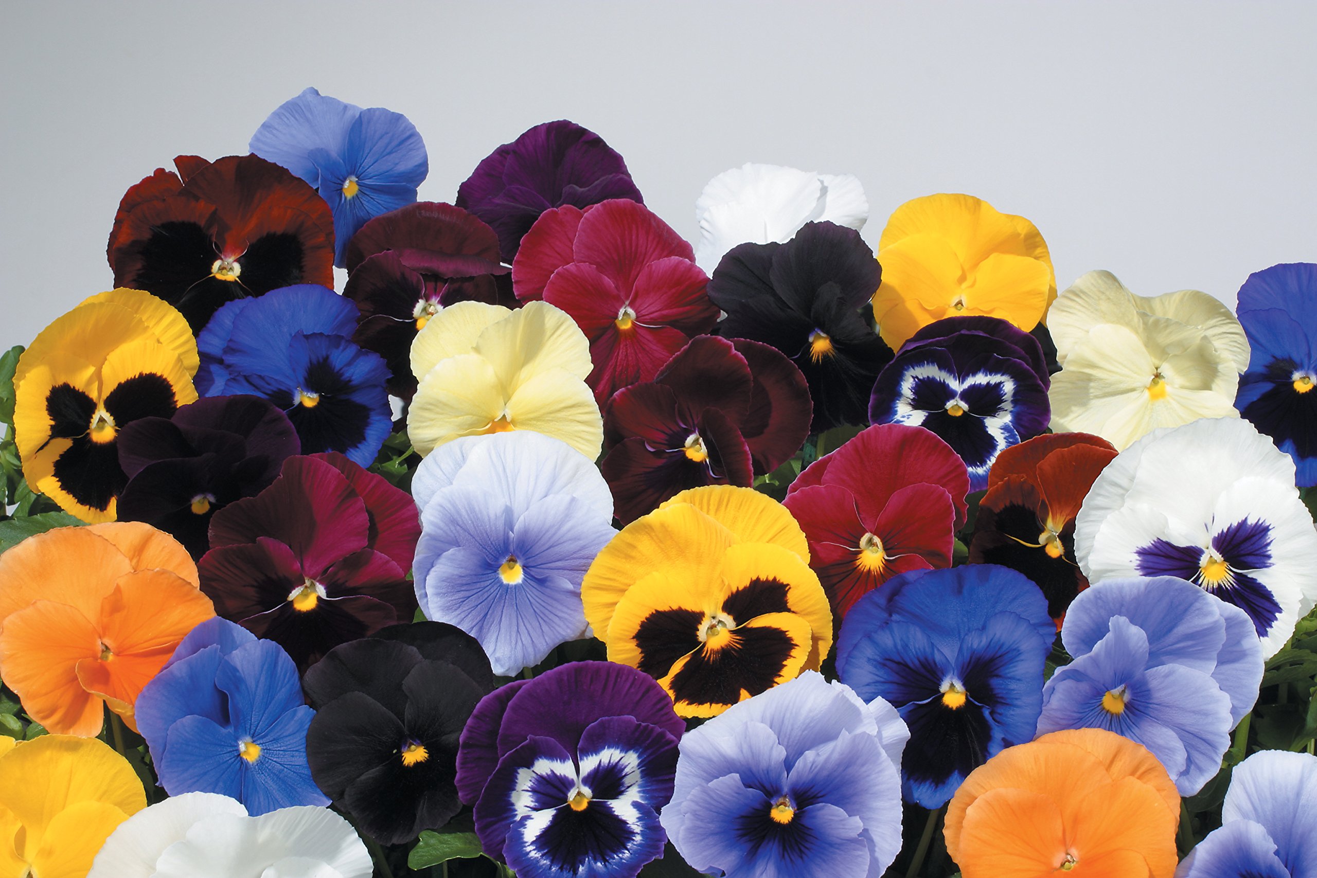 Burpee Atlas Mix Pansy Seeds 35 seeds