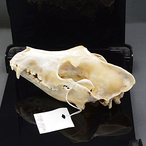 Hot Dog Skull Taxidermy Supplies Art Bone Vet Medicine 1:1