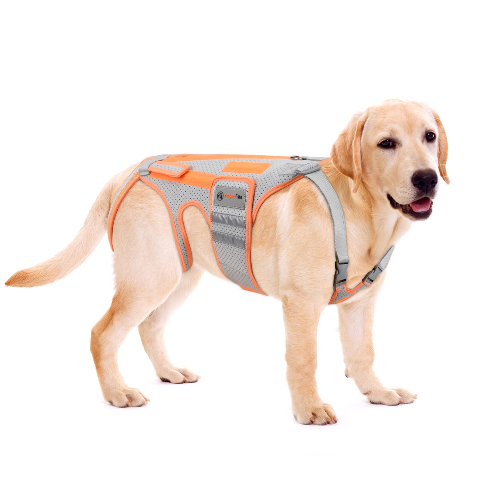 BaoGuai Dog Back Brace for Arthritis, Dog Hip Brace for IVDD, Frame Support Harness for Back,Keeps The Back Stable and Reduces Movements and Pains (XL)