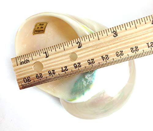 PEPPERLONELY 1 PC Polished White Jade Turbo Sea Shell, Hermit Crab Sea Shells, 4 Inch ~ 5 Inch