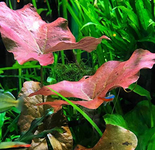 Planterest - Dwarf Water Lily Loose Nymphaea Rubra Bulb Live Aquarium Plant Decorations BUY2GET1FREE