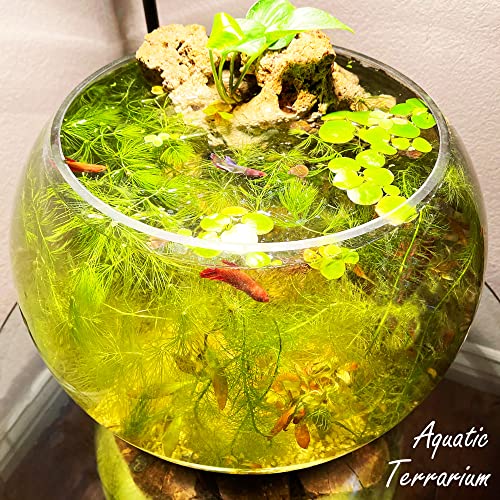 CYS EXCEL Large Glass Bubble Bowl (H-13.5" W-15.25", Approx. 9 Gal.) | Multiple Size Choices Fish Bowl Vase | Glass Round Bowl Terrarium | Globe Flower Vase Centerpiece