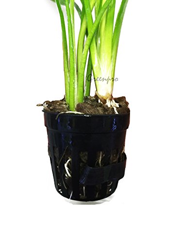 Echinodorus Bleheri | Amazon Sword Paniculatus Potted Live Aquarium Plants for Aquatic Freshwater Fish Tank by Greenpro