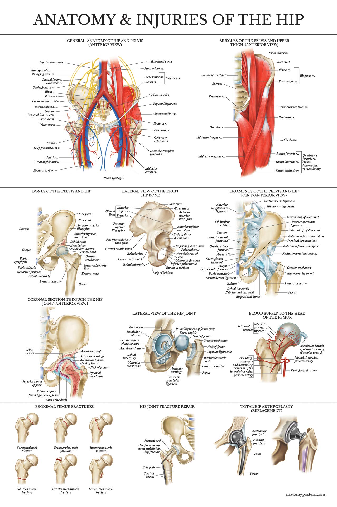 Palace Learning 2 Pack - Anatomy and Injuries of The Shoulder & Hip Poster Set - Anatomical Chart Set - Laminated 18" x 24"