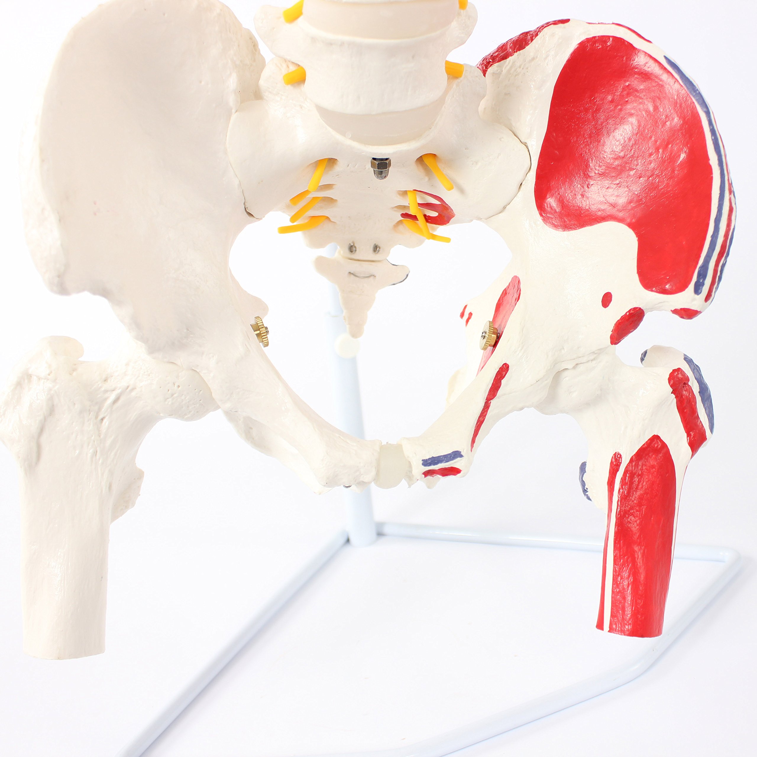 Cranstein A-311 Spine Model with Pelvis and Thigh Stockings Painted Colourful Anatomy Model as Learning Model or Teaching Aid
