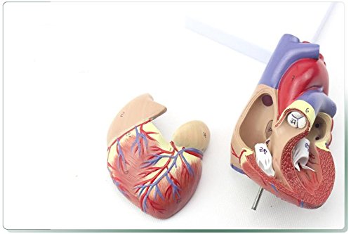 Genuine 1: 1 human heart model B-color ultrasound medical cardiology cardiac anatomy teaching model