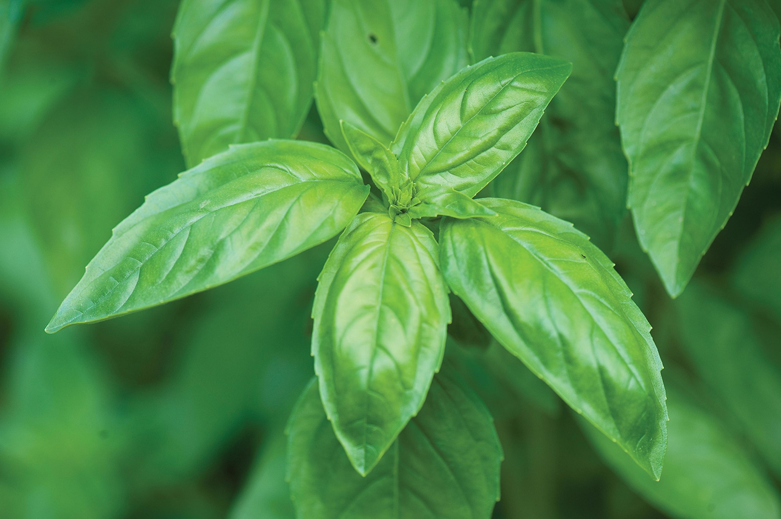 Burpee Genovese Basil Seeds 250 seeds