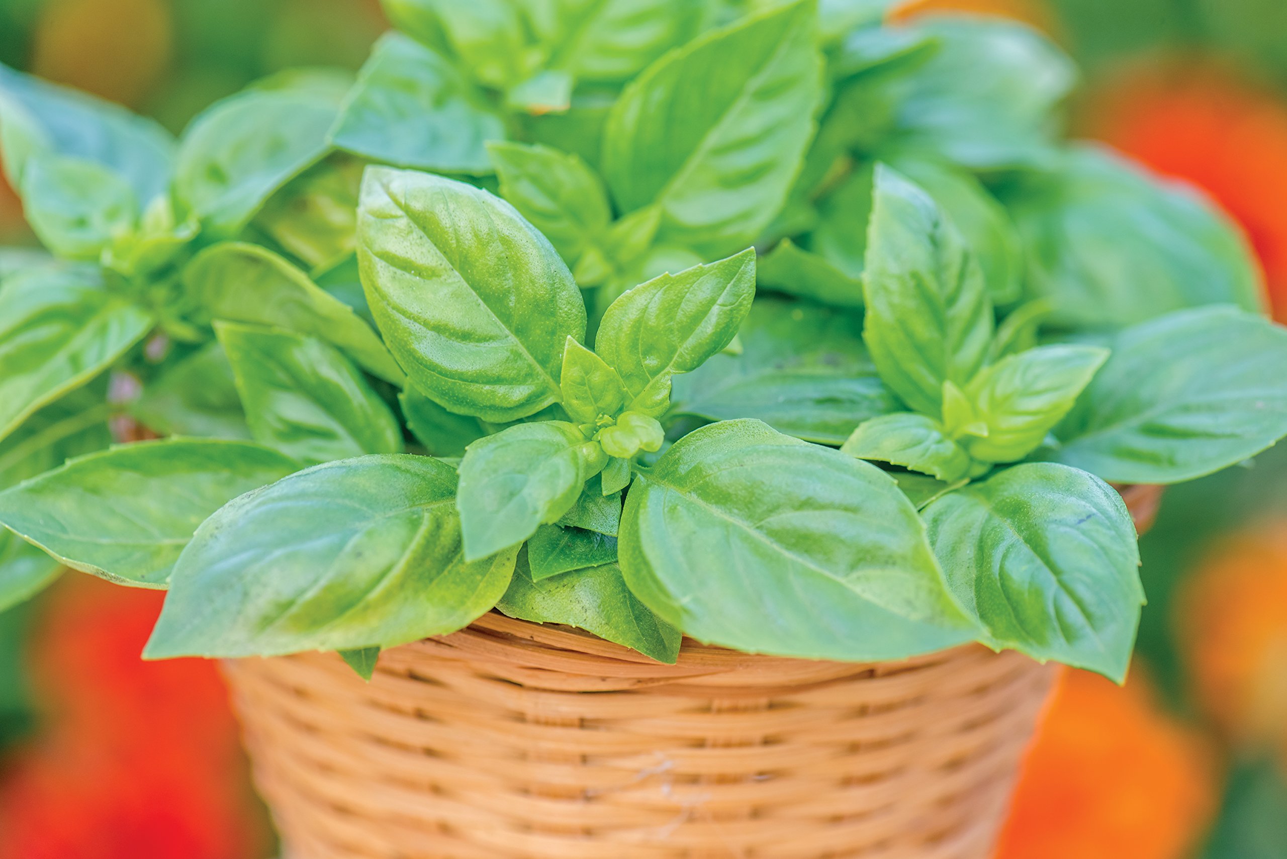 Burpee Windowsill Herb Collection Seeds 5 packets of seed.