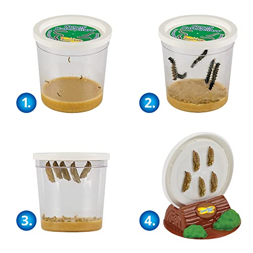 Butterfly Garden: Original Habitat and Live Cup of Caterpillars with STEM Butterfly Journal β Life Science & STEM Education β Butterfly Science Kit