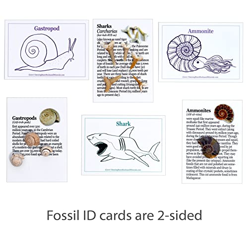 DANCING BEAR FOSSIL COLLECTION Kit (12 Different Types of Specimens): Trilobite, Dinosaur Bone, Shark teeth, Coprolite (fossilized Turtle Poop) Fossil ID Book, Magnifying Glass, STEM Science Set, Made in the USA