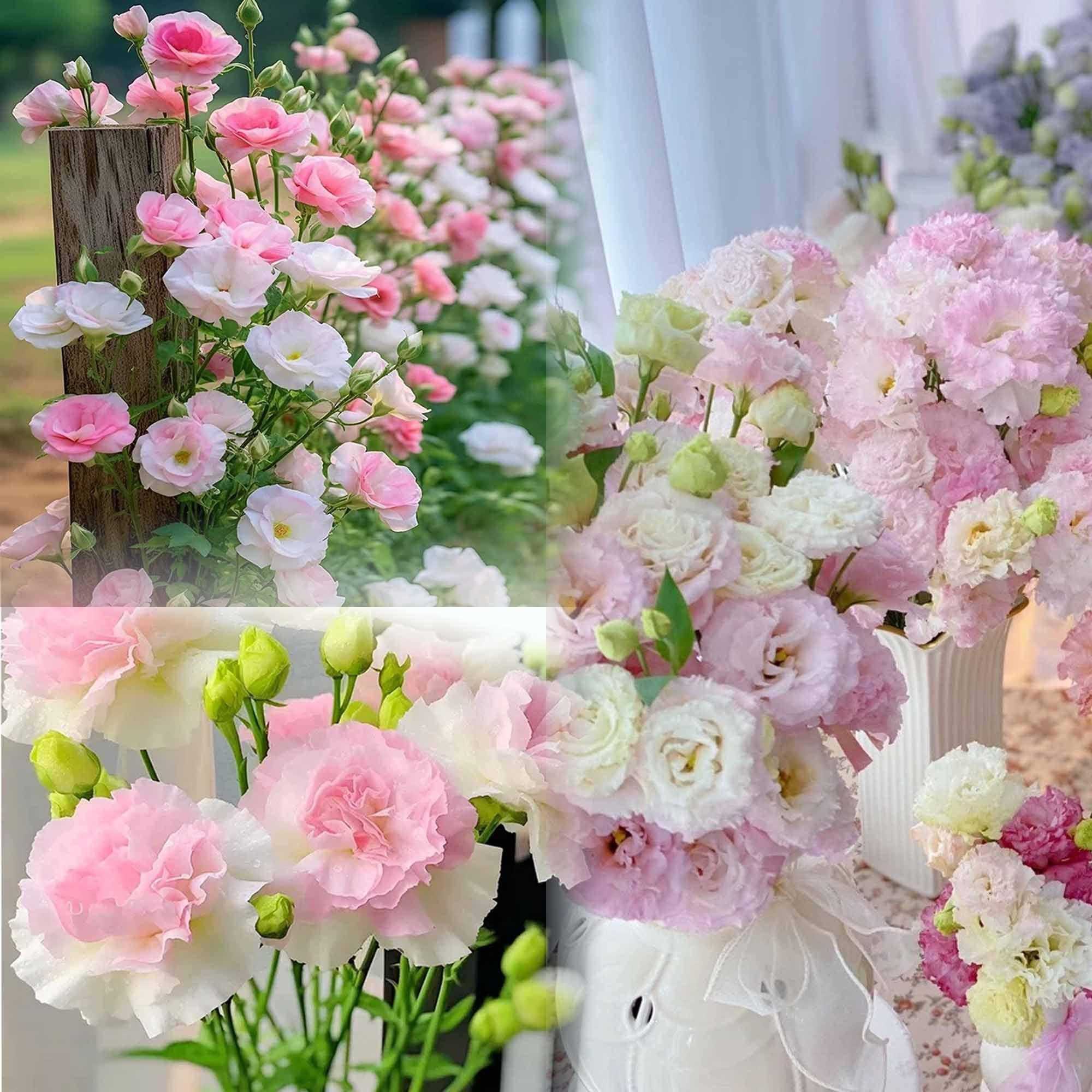 50 Double Flowed Lisianthus Seeds (Eustoma grandiflorum)- Cut Flower Seeds Lisianthus Seeds