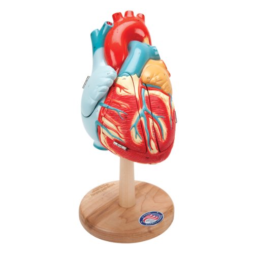 Denoyer Geppert 0140-00 The Original Heart of America Model, 7" Length x 7" Width x 15" Height