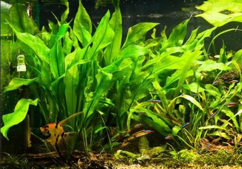 Echinodorus Bleheri | Amazon Sword Paniculatus Potted Live Aquarium Plants for Aquatic Freshwater Fish Tank by Greenpro