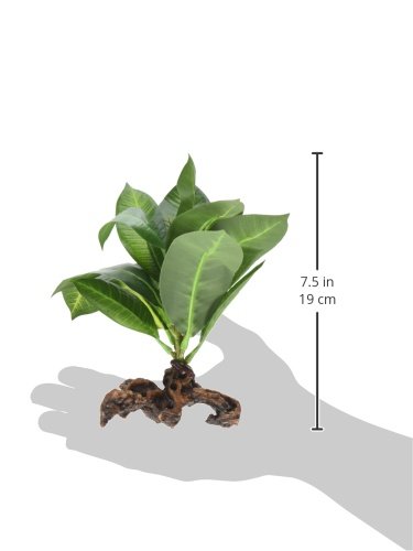 Fluval Stemped Anubias Plant for Aquarium, 7-Inch