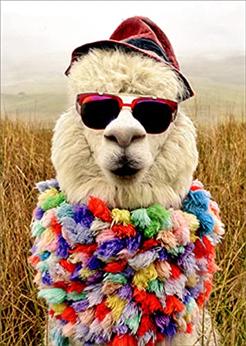 Avanti Press Alpaca Wearing Fedora and Colorful Scarf Funny : Humorous Birthday Card