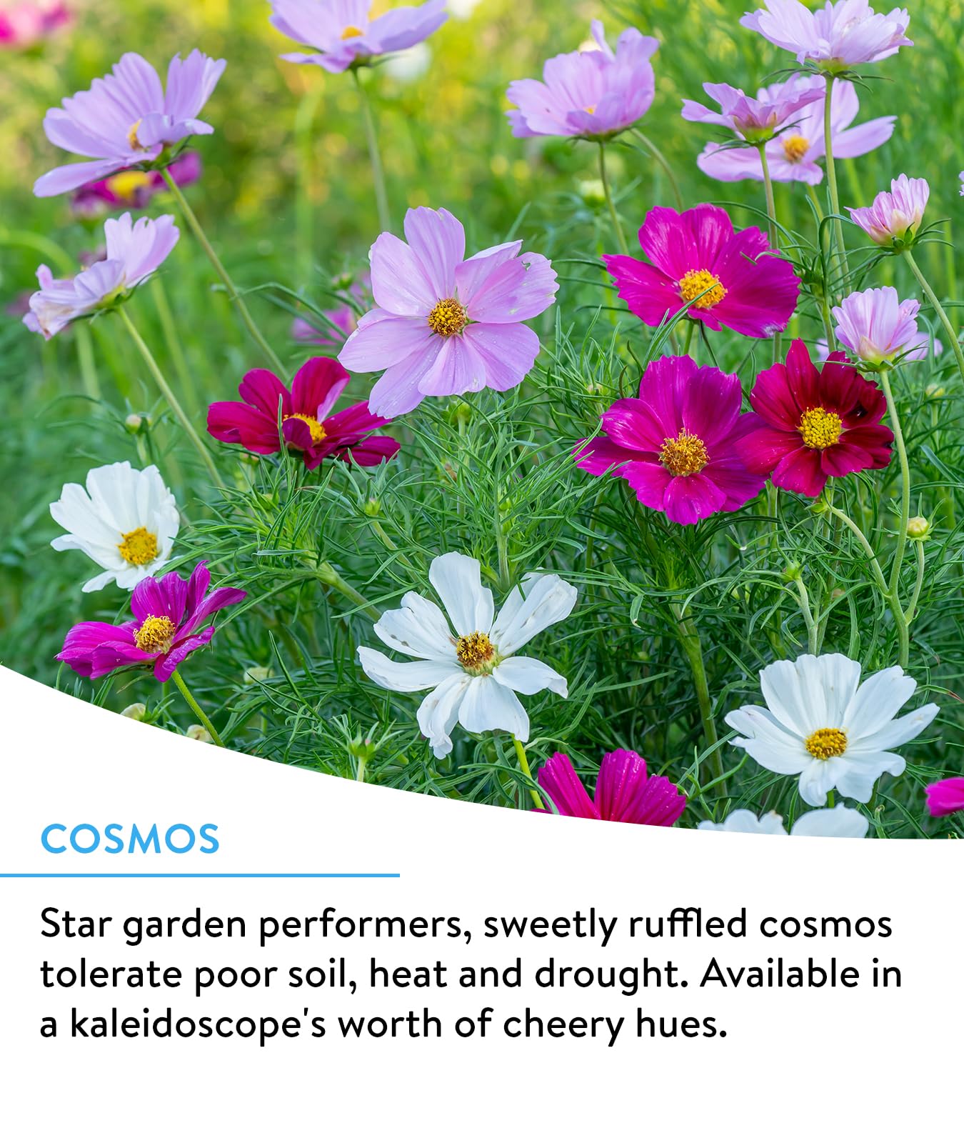 Burpee Wildflower 25,000 Bulk, 1 Bag 18 Varieties of Non-GMO Flower Seeds for Hummingbirds and Butterflies