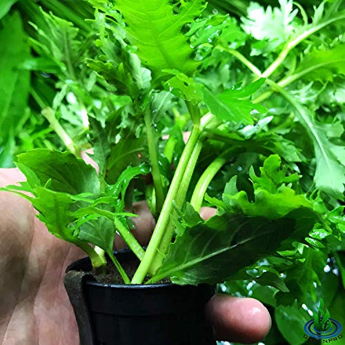 Hygrophila Difformis Water Wisteria Potted Freshwater Live Aquarium Plant Fish Tank by Greenpro