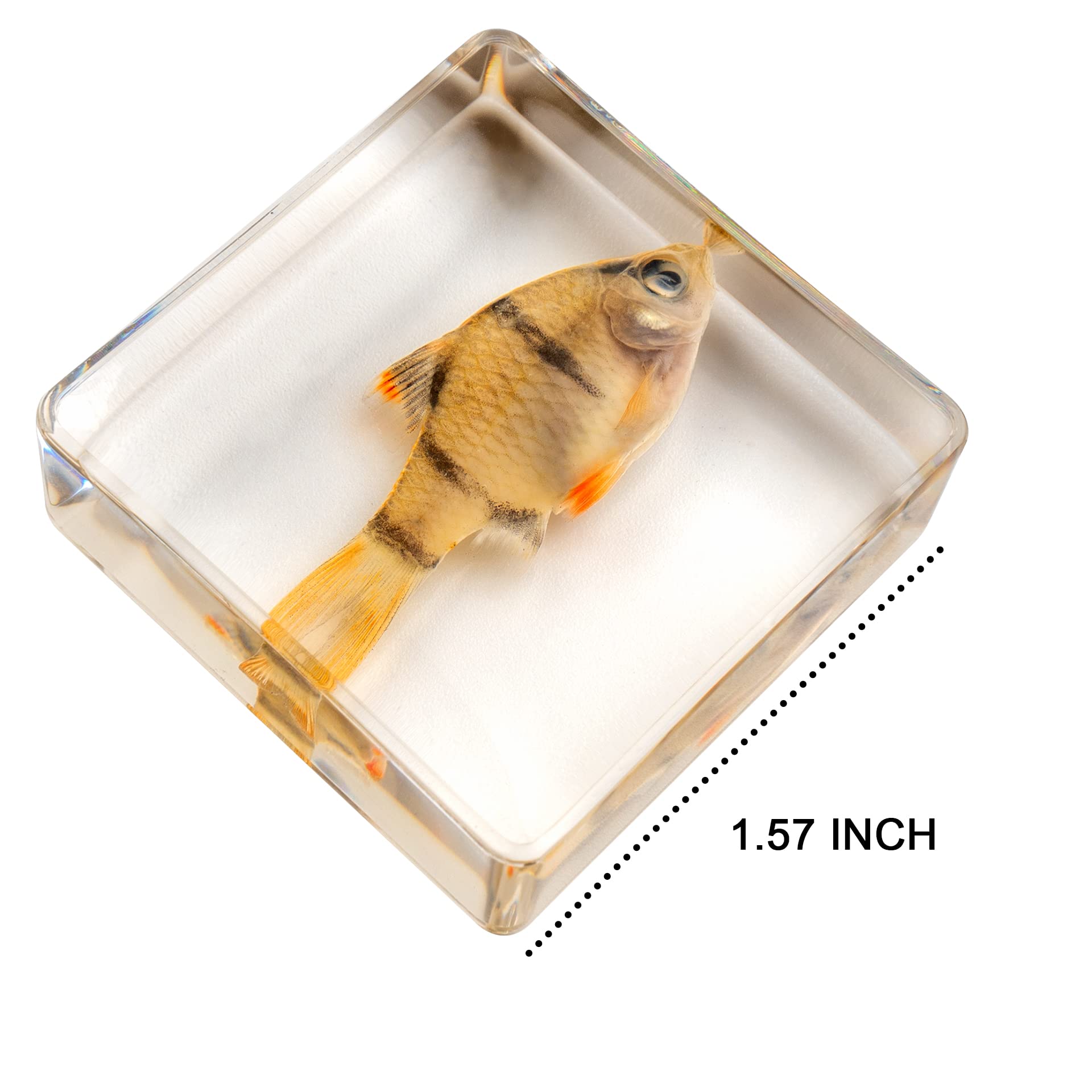 6 PCS Aquatic Life Specimen Set, Architectonica trochlearis, Scallop, Turridae, Kamenote, Shrimp,Tiger Barb Resin Collection Science Toys