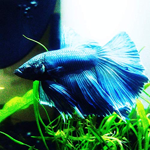 Planterest – Micro Sword Clump Easy Carpet Live Aquarium Plant Decorations BUY2GET1FREE