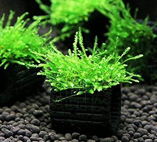 Greenpro Java Moss Live Freshwater Aquarium Plants Easy Ready to Grow