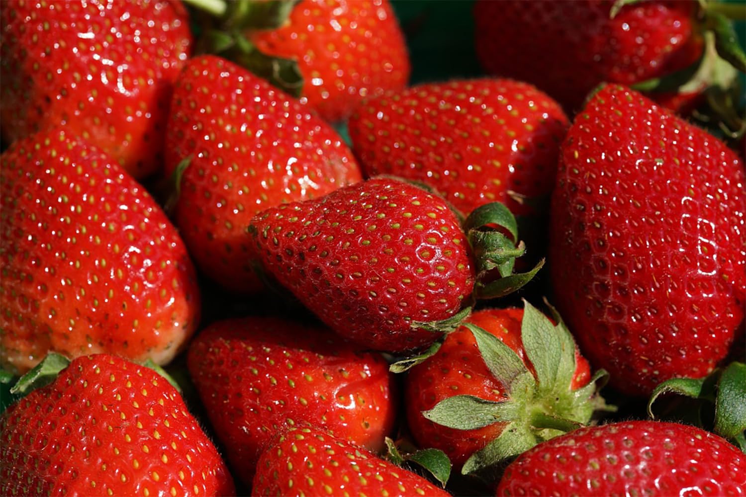 710+ Dwarf Fruit Seeds for Planting (Individually Packaged) Cherries 10pcs White Strawberry 200pcs Red Strawberry 200pcs Raspberry 200pcs Elderberry 100pcs