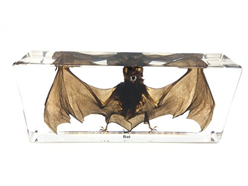 X-Large Taxidermy Real Bat Specimens Science Classroom Specimen for Science Education(7.9x3.6x1.6 inch)