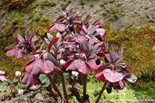 Perennial Farm Marketplace Helleborus x W.J. 'Ruby Wine' (Lenten Rose) Perennial, 1 Quart, Burgundy Flowers