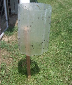 Biting Fly Trap